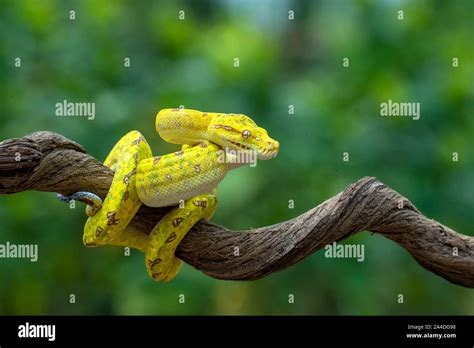 Green Tree Python On A Branch Indonesia Stock Photo Alamy