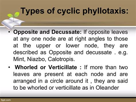 Phylotaxis Pdf