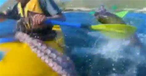 Seal Slaps Kayaker In The Face With An Octopus Huffpost Uk News
