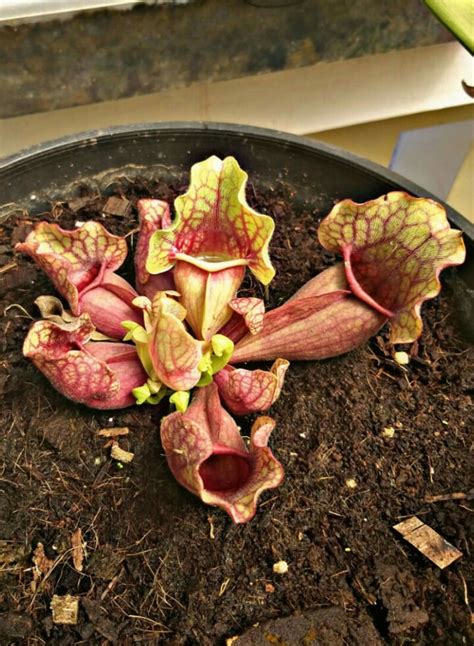 Саррацения (Sarracenia) - PictureThis