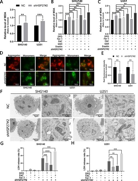 Knockdown Of Hsp27 Promotes Ferroptosis In Gbm Cells A B Jc 1 Detects Download Scientific