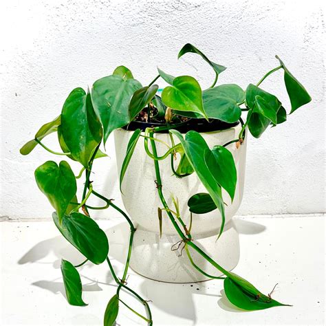 Philodendron Cordatum Heart Leaf Green Folk Botany Shop