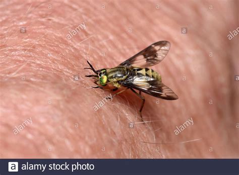 Deer Flies Bite