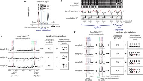 Analysis Of Allele Specific Methylation Levels Allele Specific