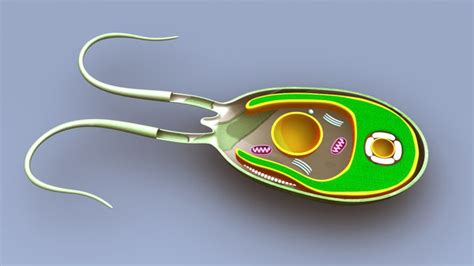 Algae Structure D Model