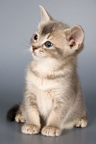 Domestic Cat