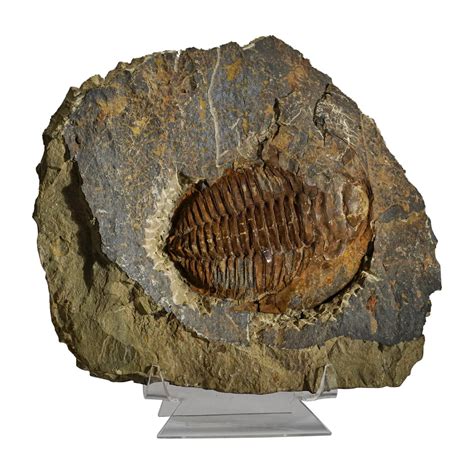 Genuine Trilobite Ptychopariida Fossil On Matrix With Acrylic Display Stand For Sale At