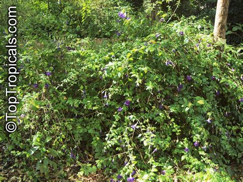 Thunbergia Erecta Kings Mantle Top Tropicals Plant Encyclopedia