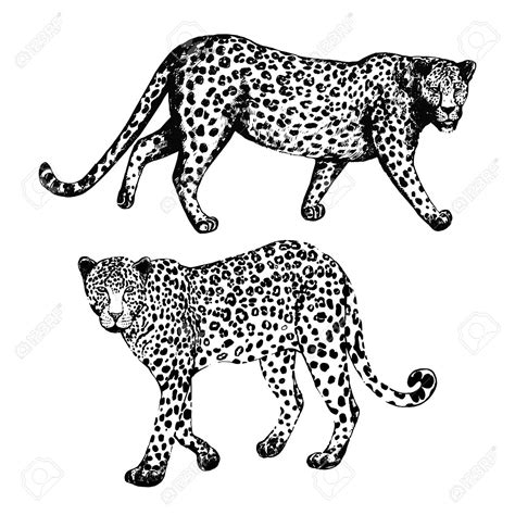 Leopard Line Drawing At Getdrawings Free Download