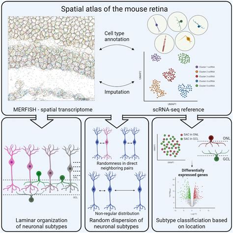 Spatial Resolution Of Retina