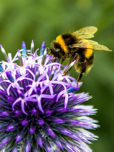 Theme Sneak Peeks Inspired Learning