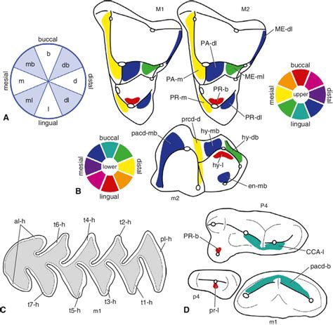 Wear Facets On Molars Treatment At Eva Harpur Blog