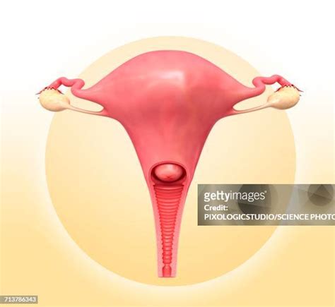 Illustrations Cliparts Dessins Animés Et Icônes De Cervix Anatomy