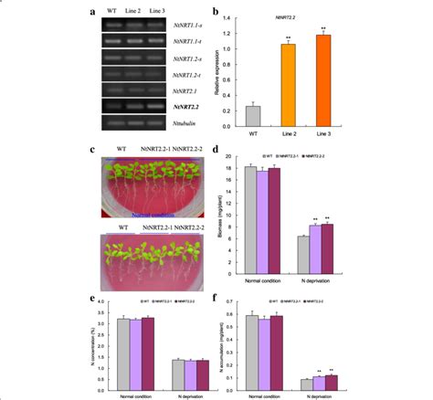 Expression Patterns Of The Nrt Genes In N Deprived Tanbp1 Download