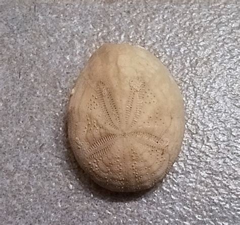 Irregular Echinoid Echinoids The Fossil Forum