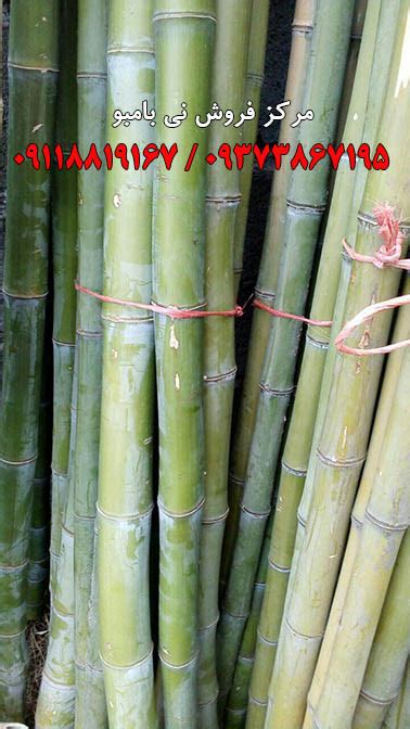 مرکز فروش نی بامبو