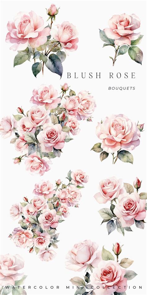 Watercolor Blush Roses Clipart Watercolor Floral Clipart Pink Rose