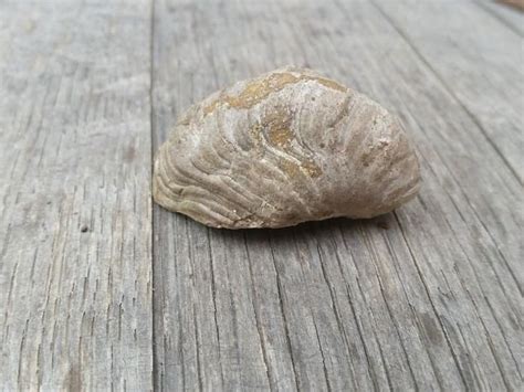 Jurassic Period Oyster Shell Fossil From A Vineyard On Ancient Etsy