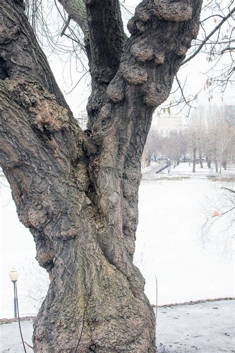 Tree Growths On The Trunk Stock Photo Image Of Branch