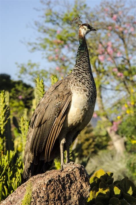 Female Peacock Stock Image Image Of Female Galliformes 80055727