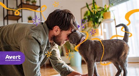 5 sinais de que seu gato está feliz Vida mais rom rom