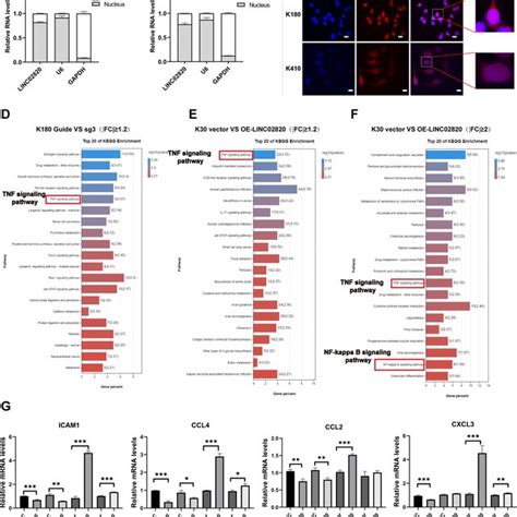 Linc02820 Is Involved In The Tnf Nf κb Signaling Pathway A The