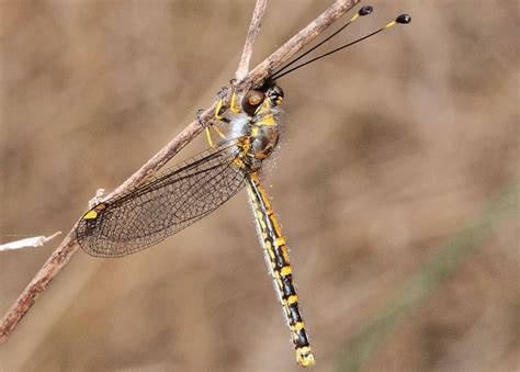 Yellow Owl Fly Suhpalacsa Flavipes