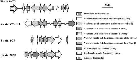 Organization Of The Pca Cluster Of Glutamicibacter Sp Strain 0426 And