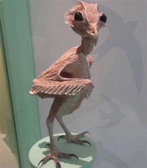 This Featherless Owl R Oddlyterrifying