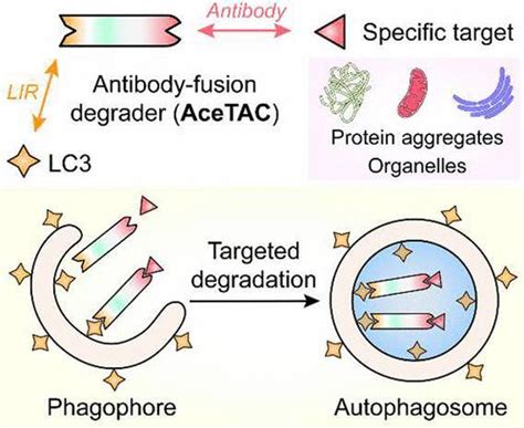 自噬受体启发的抗体融合蛋白用于靶向细胞内降解journal Of The American Chemical Society X Mol