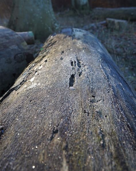 Tree Trunk Wood Deadwood Free Photo On Pixabay Pixabay
