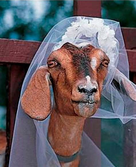 10 Shocking Cases Of People Marrying Animals