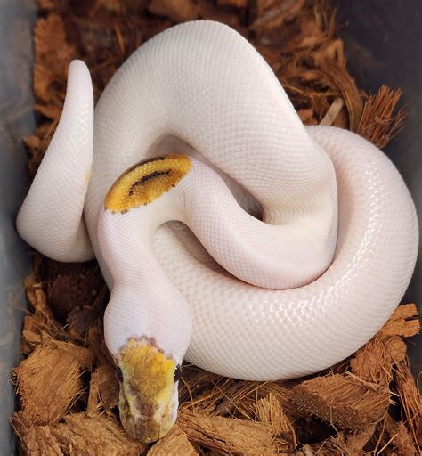 Russo Pied 50 Albino Ball Python By Firehouse Morphs Morphmarket