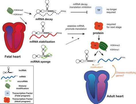 Long Noncoding Rnas In The Heart Circulation Cardiovascular Genetics