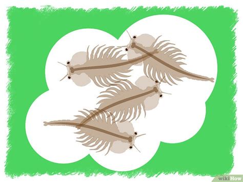Cómo criar peces betta con imágenes wikiHow