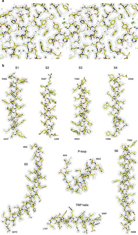 Cryo Em Density Of Trpv3 A Stereo View Of An Ard Fragment Of The