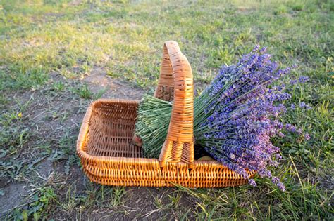 緑の背景に紫色のラベンダーの花が咲いた籐の木製バスケットラベンダー畑 まぶしいのストックフォトや画像を多数ご用意 まぶしい