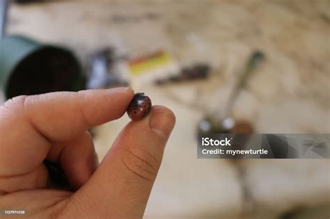 레드 러너 꽃 콩 씨앗 씨를 뿌리고 자라는 식물의 개념 정물화 사진 0명에 대한 스톡 사진 및 기타 이미지 0명 가득 찬 개념 Istock