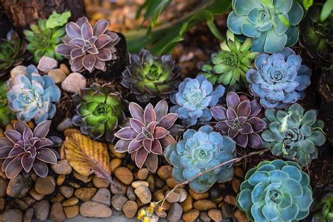 Decorar El Jardín Con Piedras Ideas Para Transformarlo En Un Edén
