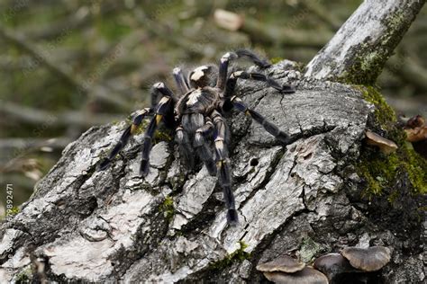 Poecilotheria Metallica Also Known As The Peacock Tarantula Sklípkan