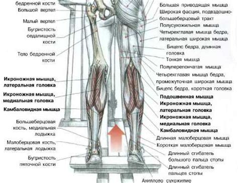Икроножные мышцы: анатомия и функции