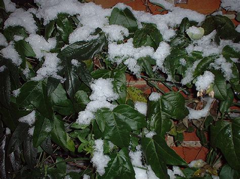 Growing Tips Passion Flowers Passionflowers Passiflora