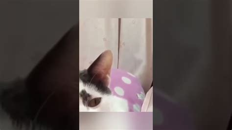 Catvideo Funncat Cutecat Short Ytshorts Littlecat Shortfeed ‎ik