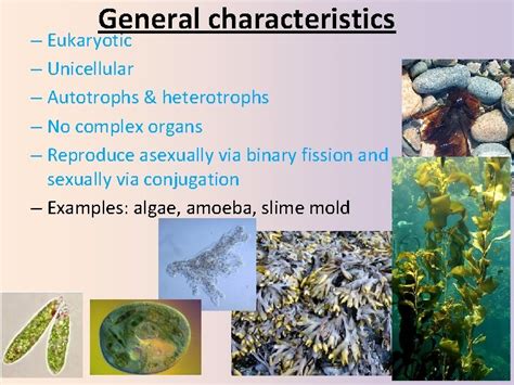 Kingdom Adaptations Adaptations An Adaptation Is Any Inherited