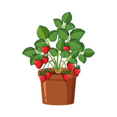 Strawberry Planting Generative Ai 27730455 Png