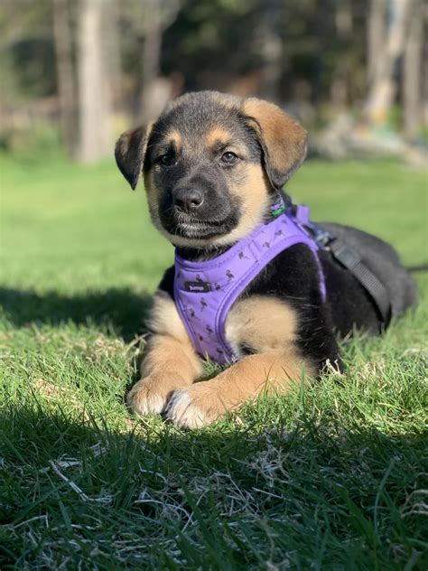 Lily Just Picked Her Up Today Scrolller