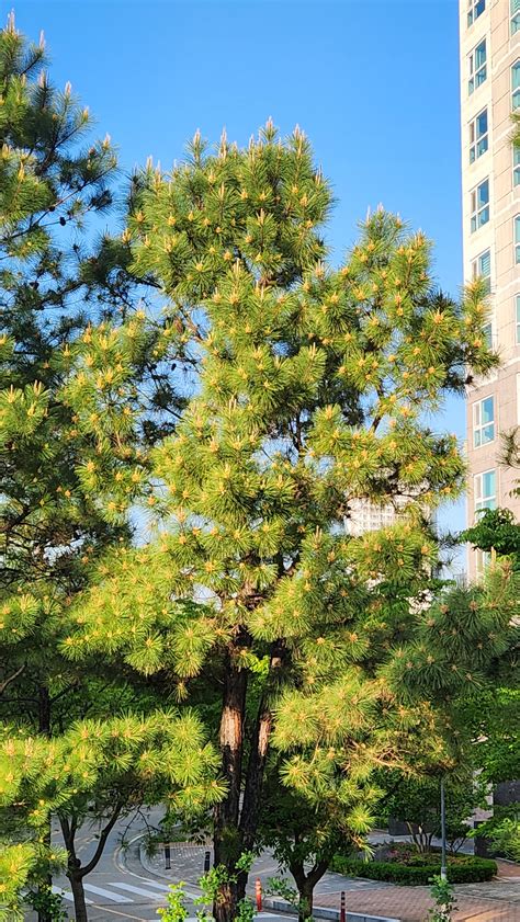 꽃가루 터뜨릴 준비하는 소나무 ㅎㄷㄷㄷㄷ Dvdprime