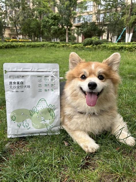 黑水虻养殖工程化验证的必经之路——失败与挫折 知乎