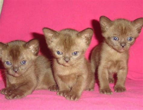 Котята Европейская Бурма соболиного окраса купить в Одинцово цена 70
