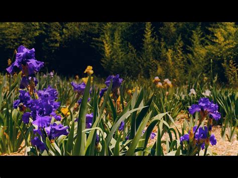 Mothers Day Garden 12 Life Scribe Media Worshiphouse Media